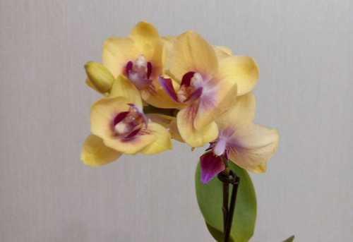 Орхидея фаленопсис Мамин поцелуй