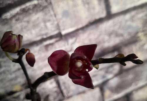 Орхидея фаленопсис пелор бабочка (не цветёт)