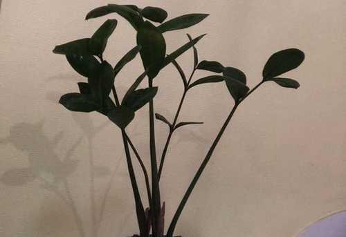 Растения замиокулькас в керамическом горшке