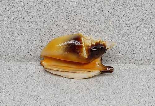 Стромбус Аратрум 7,2 морская ракушка раковина