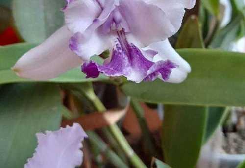 Орхидея каттлея Фаленопсис