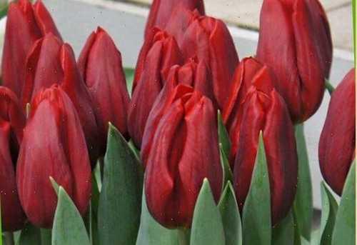 Очень красивые тюльпаны для прекрасных дам
