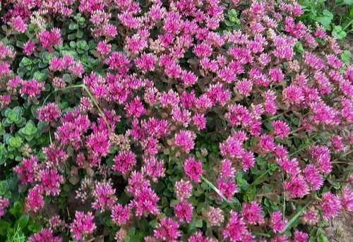 Очиток,молодило (каменная роза)