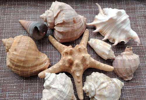 Морские ракушки раковины звезда
