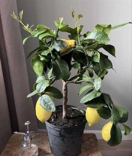Большой комнатный лимон