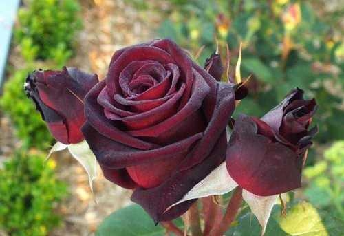 Саженцы красивых роз "блэк баккара" оптом