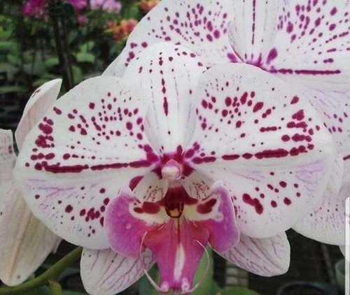 Орхидея фаленопсис биг лип Allura Annunaki