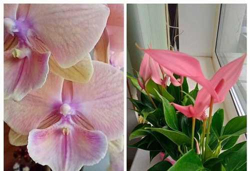 Орхидея,Антуриум Лили