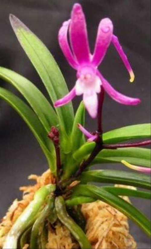 Японская орхидея Neofinetia falcata Raikoumaru