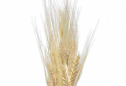 Пшеница сухоцвет оптом (1 пучок - 10 колосков)