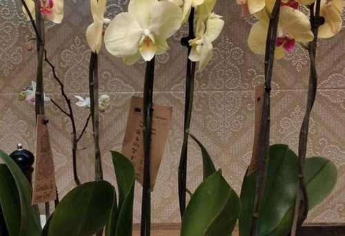 Орхидея фаленопсис/сортовые