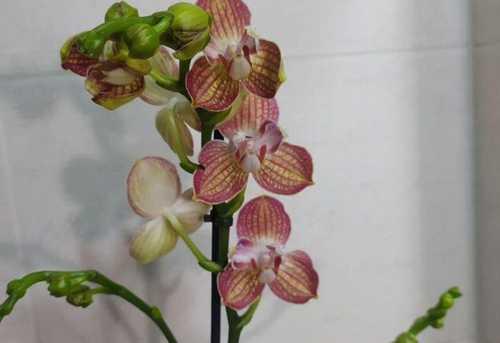 Орхидея фаленопсис пелорик, трилипс