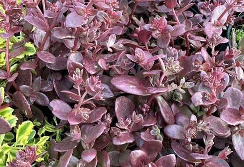 Очиток пурпурный седум почвопокровный