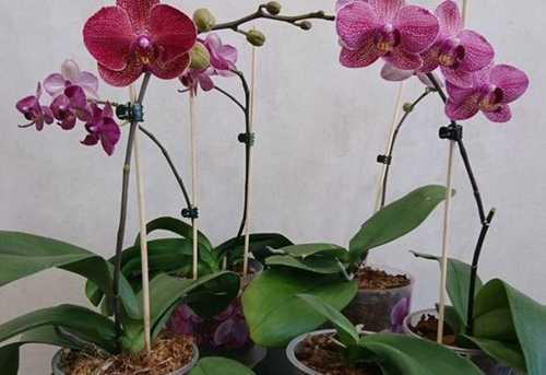 Орхидея сорт "Кимоно" детки, омоложенные макушки