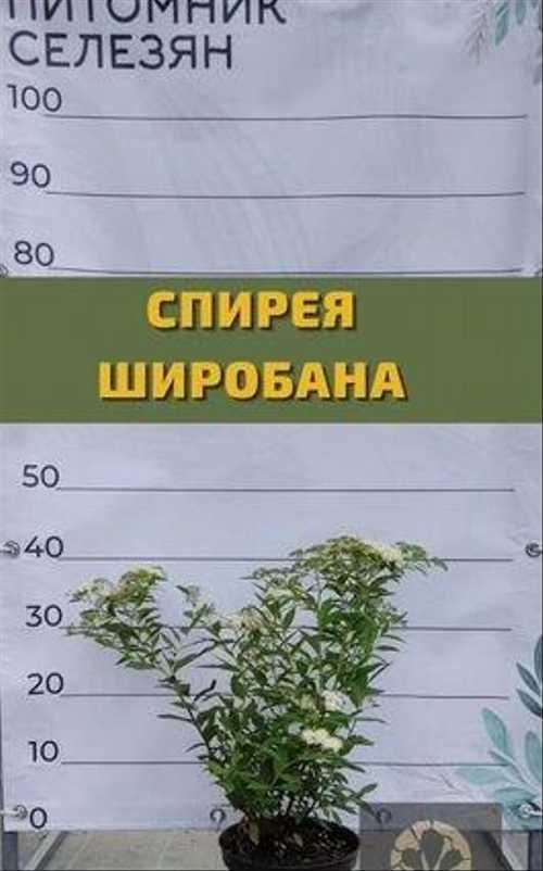 Многолетник спирея широбана