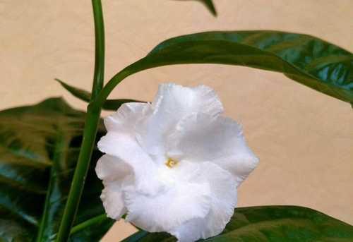 Комнатный цветок. Табернемонтана