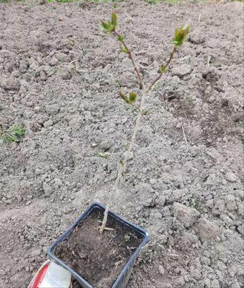 Саженцы кустарников, многолетники