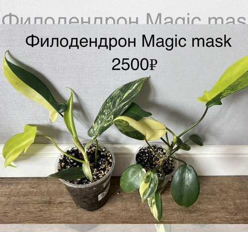 Филодендрон Магическая маска (Magic mask var.)