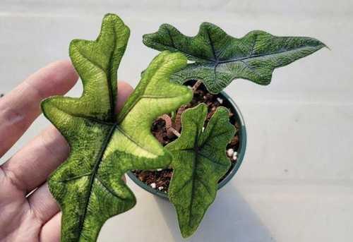 Клубень Alocasia Jacklin Variegated