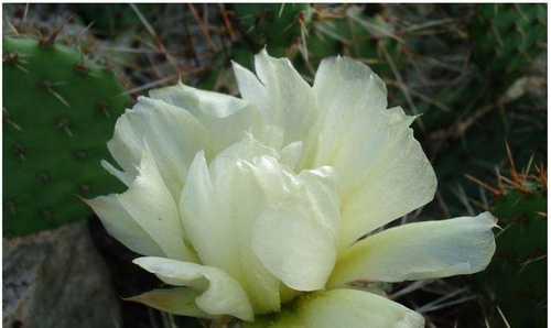 Кактус уличный морозостойкий (Opuntia camanchica)