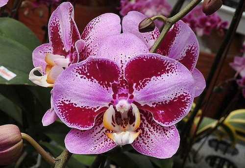 Орхидея Phal. DO Bru Q Saleha