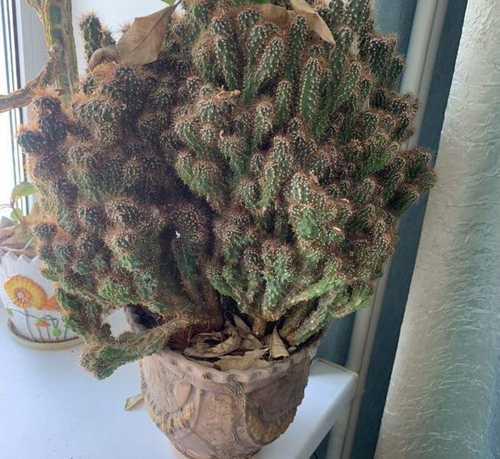 Большой кактус в керамическом горшке