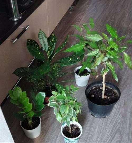 Комнатные растения (взрослые)