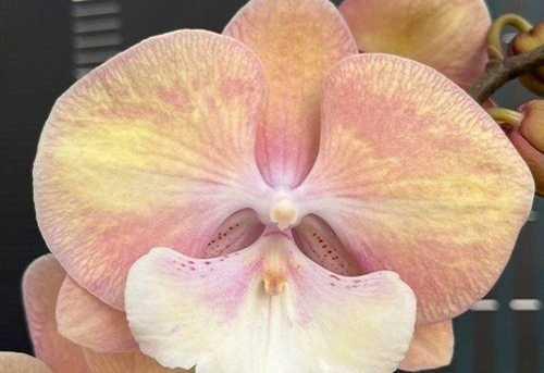 Орхидея Phal. Good Times