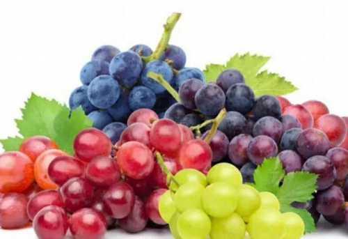Саженцы винограда для Урала
