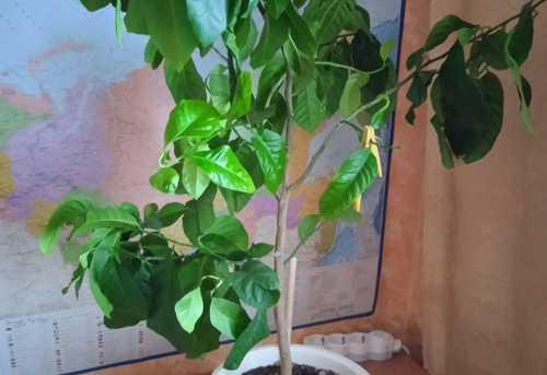 Продам саженцы лимонов на подвой