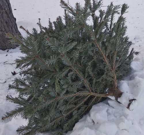 Ель новогодняя оптом и в розницу