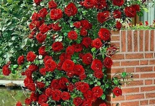 Роза Калонетта плетистая (Сербия Imperial Rose) Эл