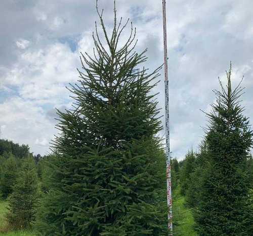 Саженцы Ель обыкновенная экстра из питомника