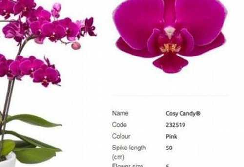 Орхидея фаленопсис Cosy Candy