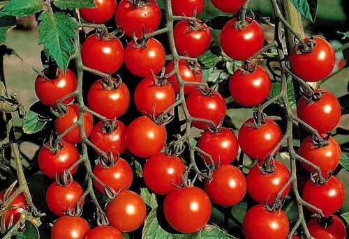 Рассада томатов бамбино (черри)