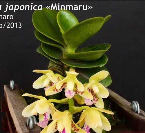 Миниатюрная японская орхидея седирея японика