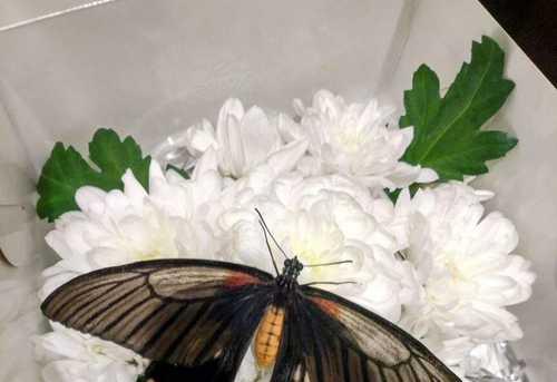 Живая бабочка в коробке с цветами