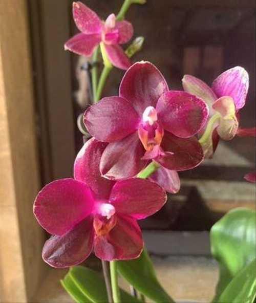 Орхидея Сого Релекс (Sogo Relex) арома