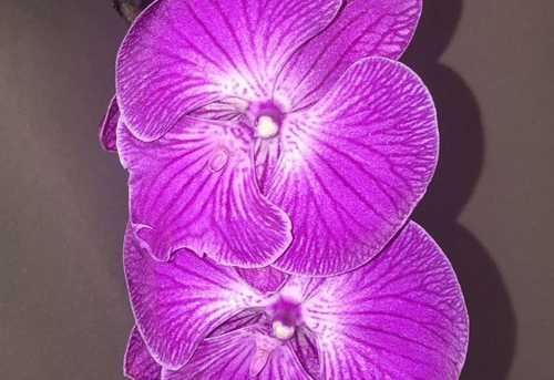 Шикарная Орхидея фаленопсис Биг Лип Big Lip