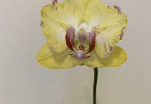 Орхидея бабочка PF-5053, PF-5008, PF-5210