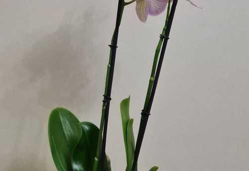 Орхидея фаленопсис часть 2