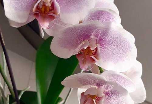Орхидея фаленопсис Pretty Romance