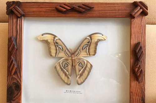Панно с экзотической бабочкой