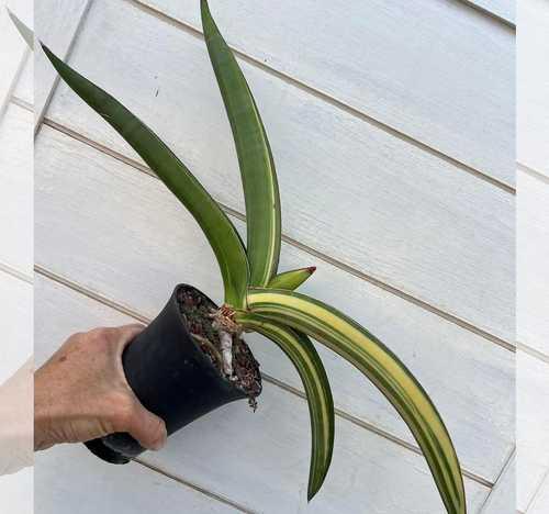 Sansevieria Lavranos 24977, Сансевиерия Лавранос