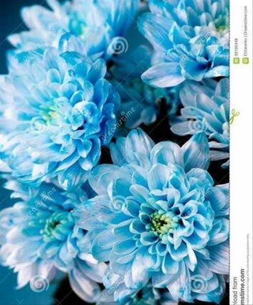 Голубые Хризантемы кустовые