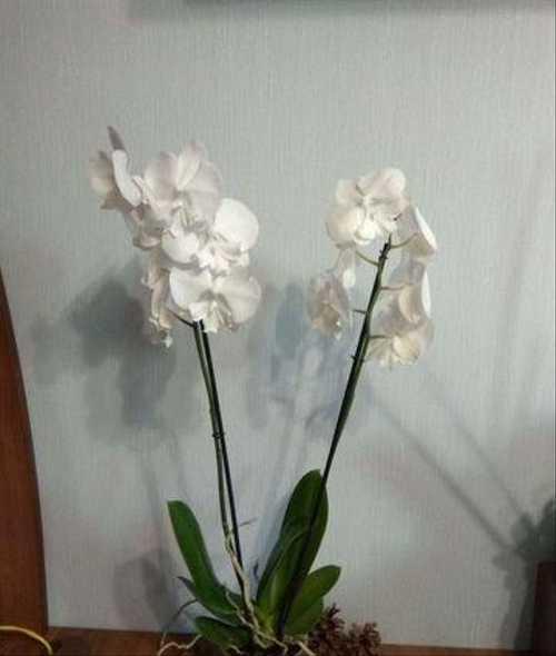 Орхидея Биг Лип Manta Min