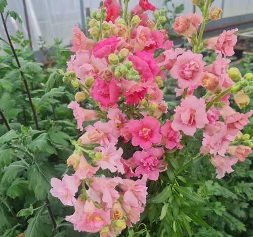 Львиный зев букет