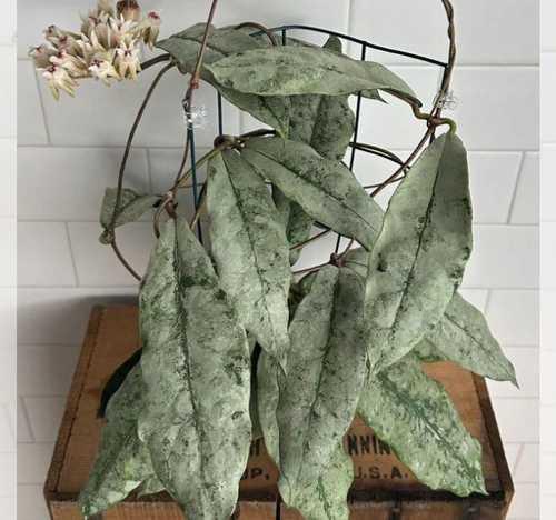 Хойя Mitrata / sp. Buntok silver
