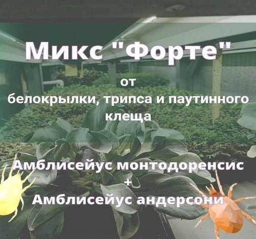 Энтомофаги от белокрылки, трипса и паутинного клещ