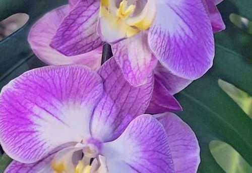 Орхидея фаленопсис Сплит